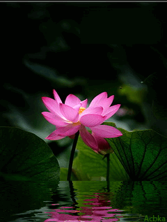 Pink Lotus Flower Buddhism