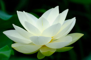 Lotus Flower- symbol of purity and great beauty-Buddhism